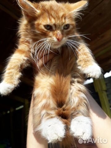 Котята от персидской кошки