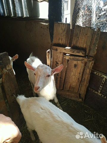 Козел комолый на племя