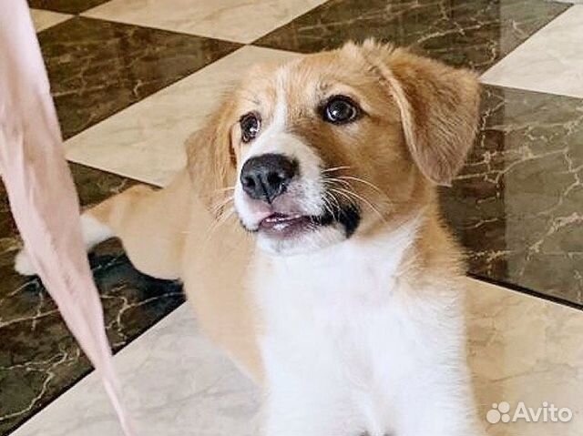 Щенок Джун в дар