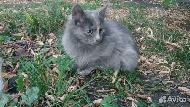 Кошечка 3-4мес. в дар