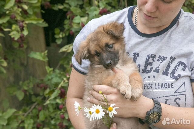 Щенок Пушинка.Стерилизована. 3 мес. Доставим
