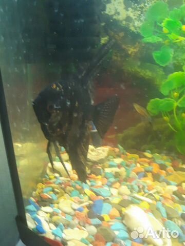 Отдам золотых рыбок