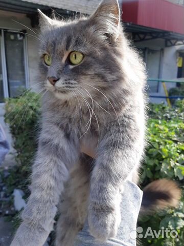 Котенок ищет дом