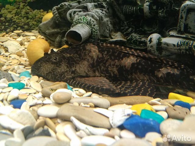 Рыбка сом-присоска