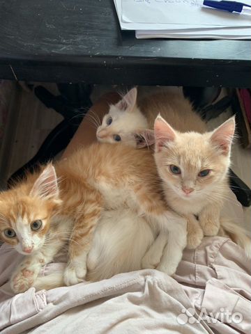 Котятки мальчишки