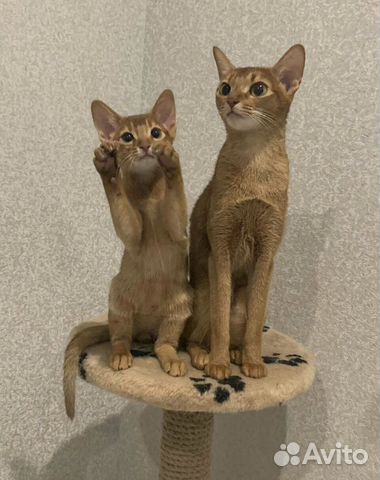 Абиссинский котик
