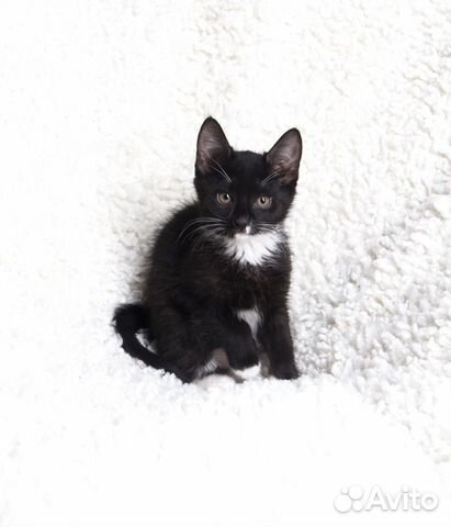 Котенок, Мисс, отдам