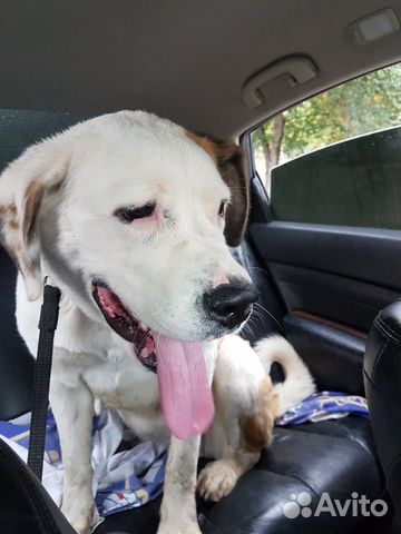 Отдам собаку помесь с алабаем