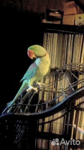 Большой Александрийский попугай