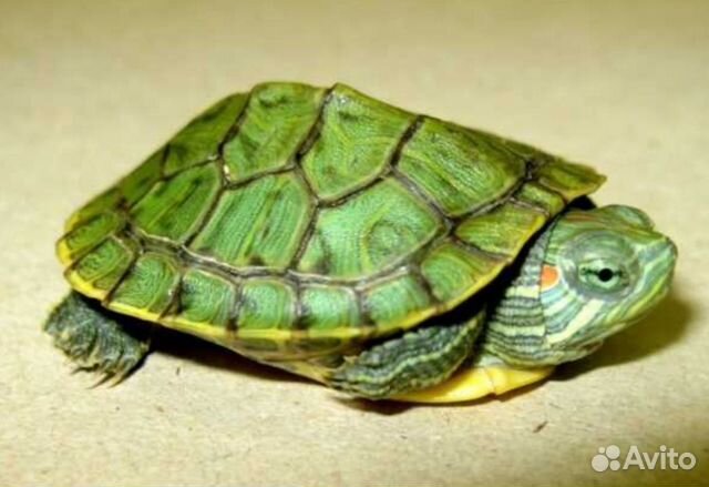 Черепашки водяные