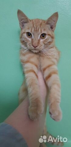 Рыжик котенок 4мес домашний здоров