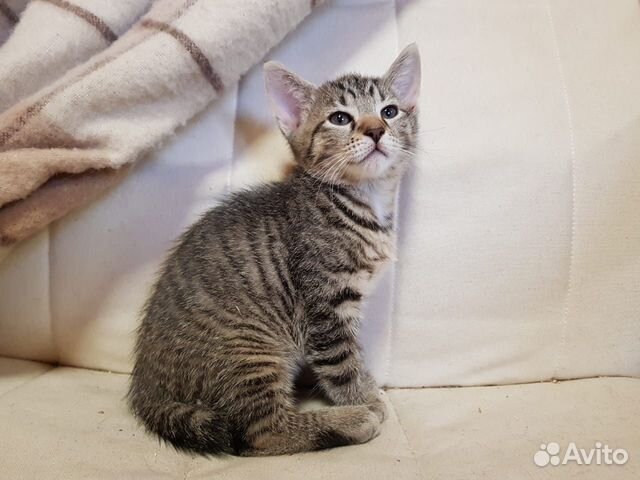 Милый котик ищет свой дом