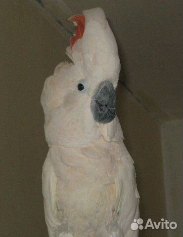 Продаётся самец какаду