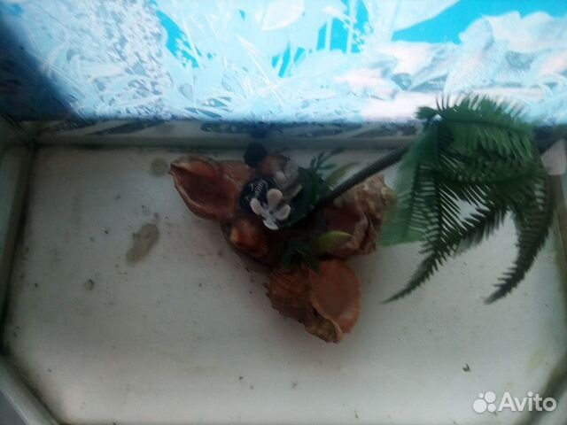 Коралл балянус