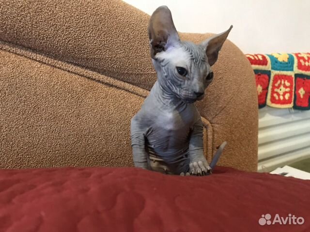 Продам донского сфинкса