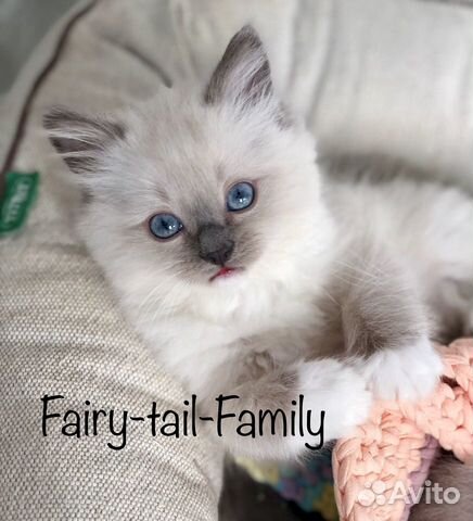 Питомник котят рэгдолл