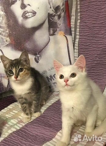 Котята
