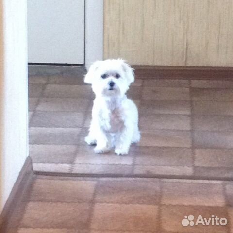 Мальтезе приглашает на вязку