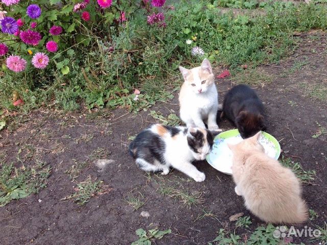 Ласковые котята ждут свою Любимую Хозяйку и Друга
