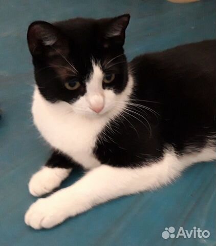 Кошечка Пеппи в добрые руки