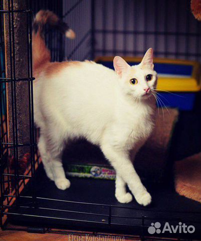Кошечка Белка ищет семью