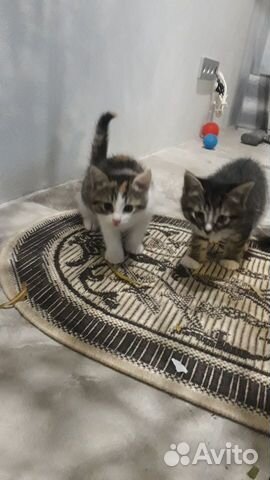 Котята симпотяги в добрые руки