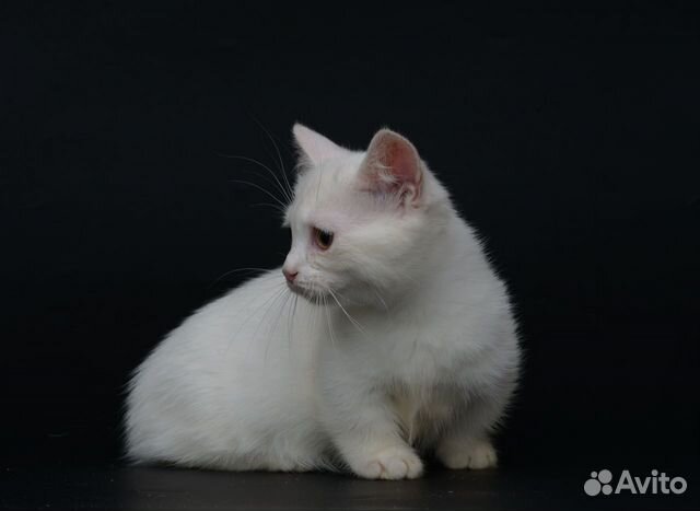 Ласковые котята манчкин