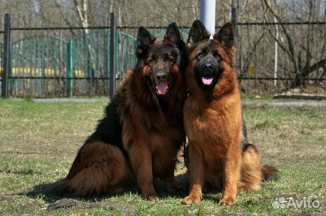 Пушистики медвежата