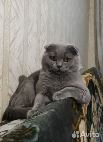 Вязка шотландского вислоухого кота