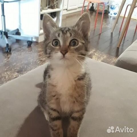 Кошечка в добрые руки