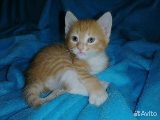 Котенки в добрые руки