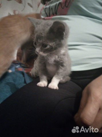 Котята даром