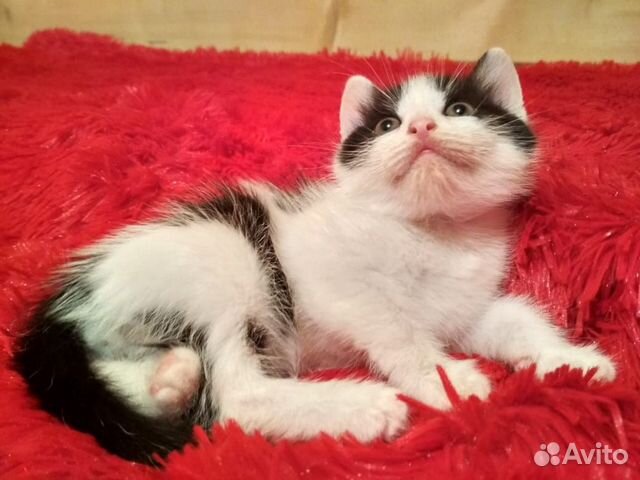 Котята