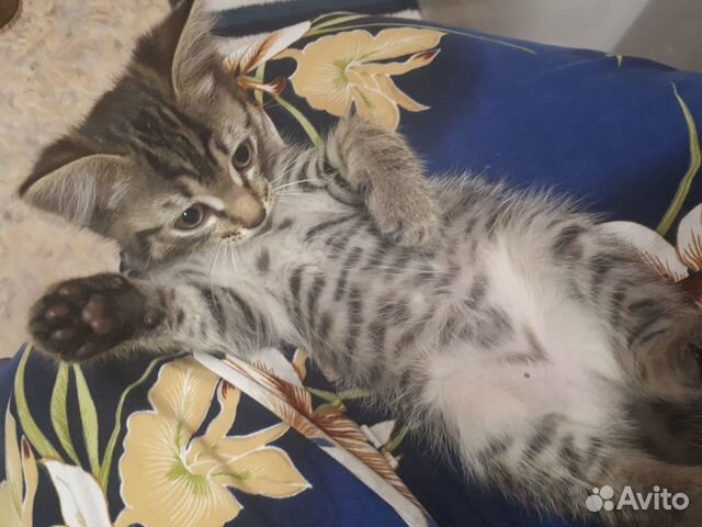 Котька