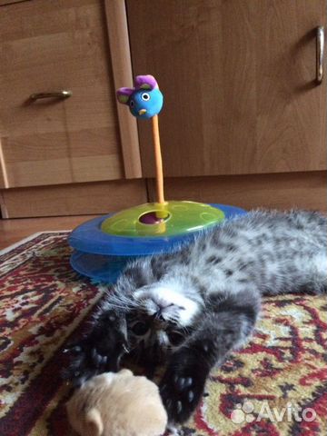 Котёнка в самые лучшие руки