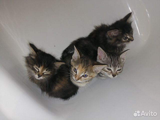 Котята бобтейла