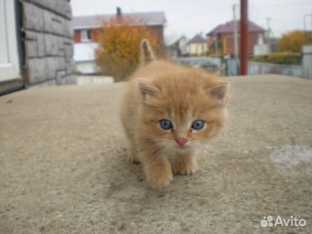 Котенок
