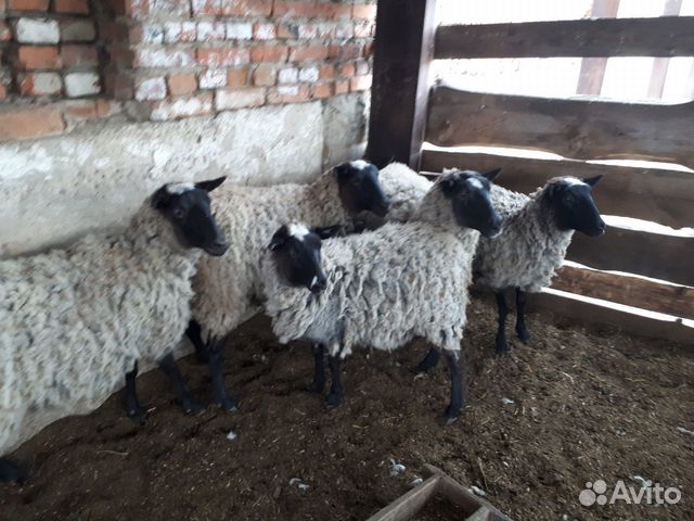 Чистопородные романовские овцы