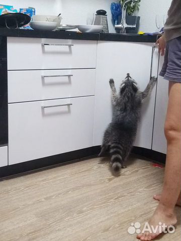 Енотик