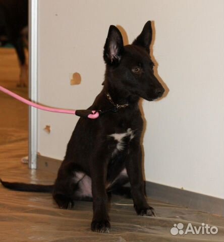 Щенок в добрые руки