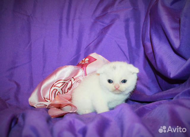 Котята замечательные вислоухие шотландские