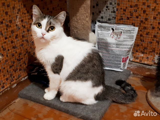 Кошечка Снежинка, 2 года
