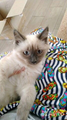 Невская маскарадная кошечка (Блю поинт)