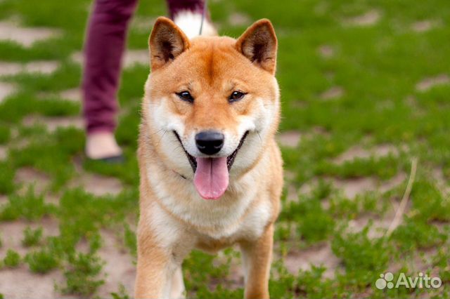 Вязка Сиба ину