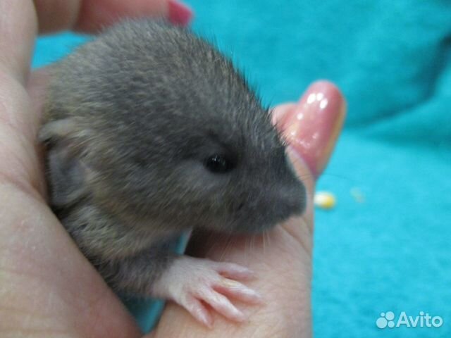 Черноглазые крысята. Есть Дамбо, Rex (кудрявые)