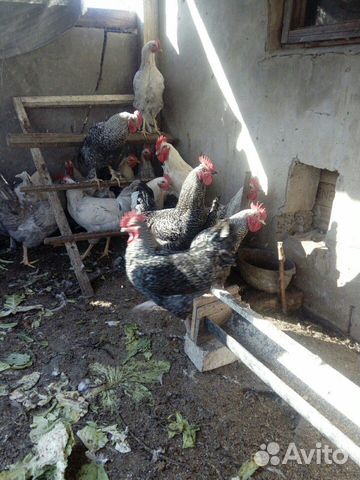 Петухи Доминант