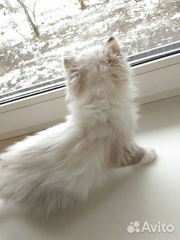 Кошечка голубоглазая