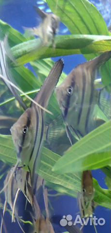 Скалярии альтум перуанский Рио Нанай