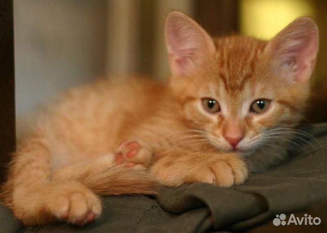 Комочек пушистого рыжего счастья, 3 мес, кошка