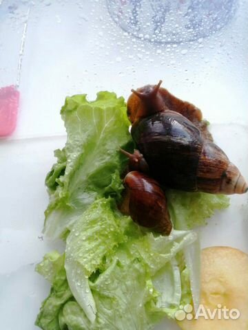 Улитки ахатина вместе с контейнером